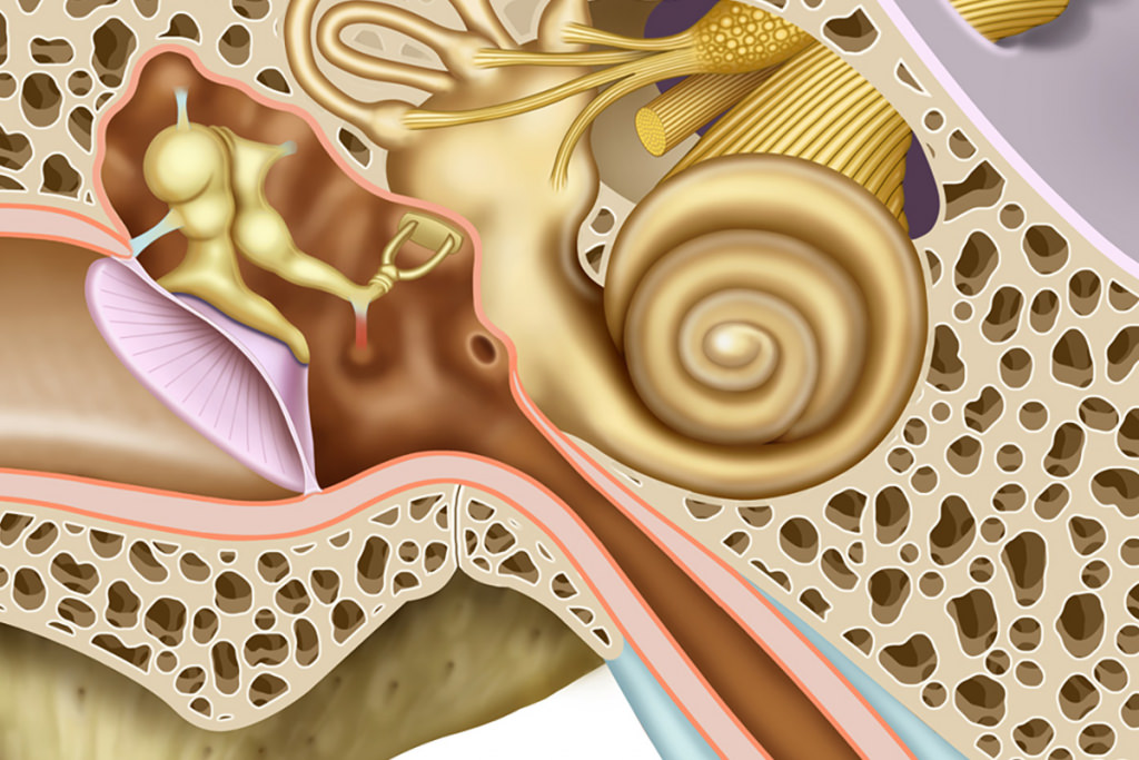La fisiologia dell’orecchio | Udifarm